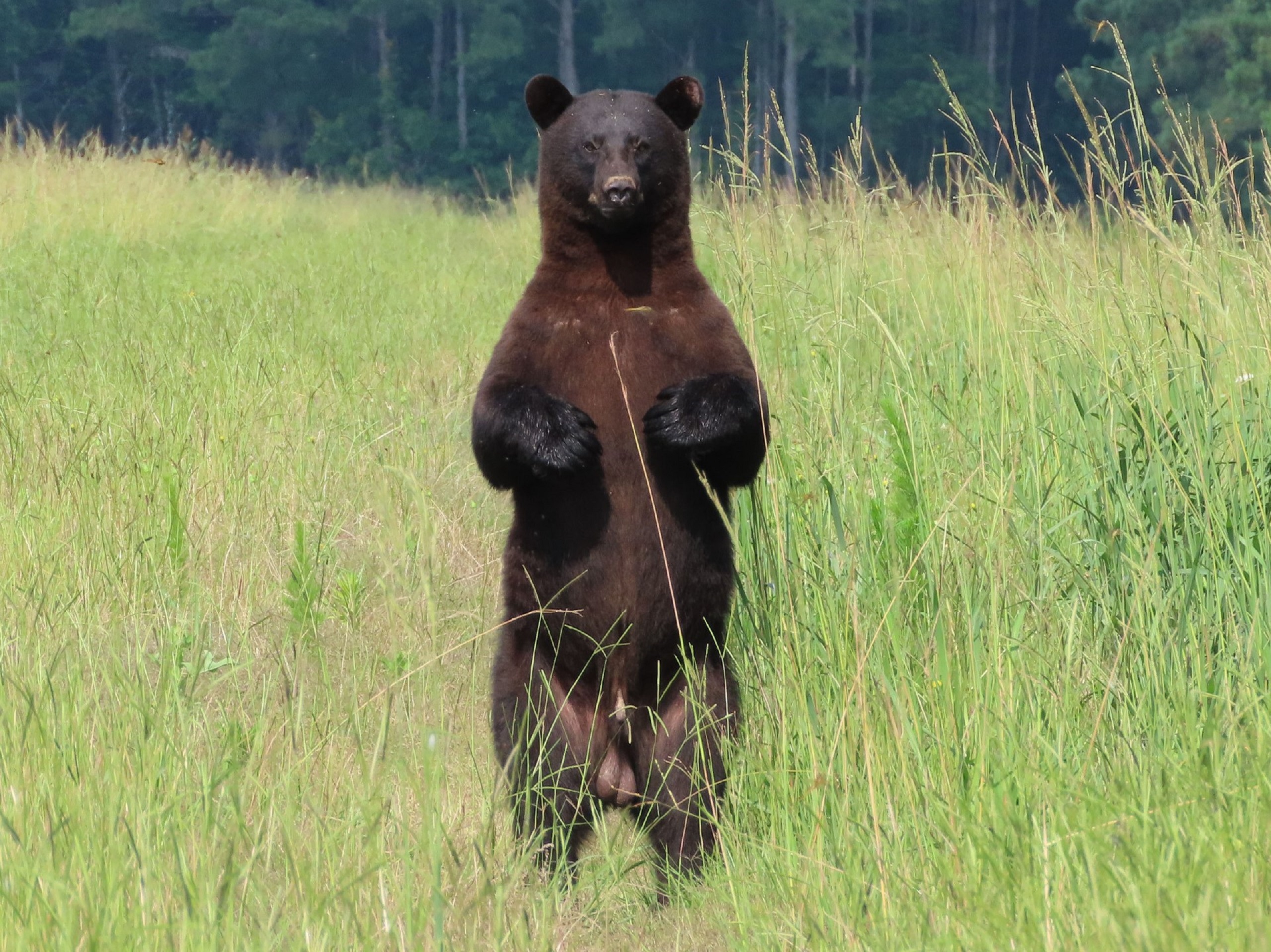 Standing Black Bear | FWS.gov